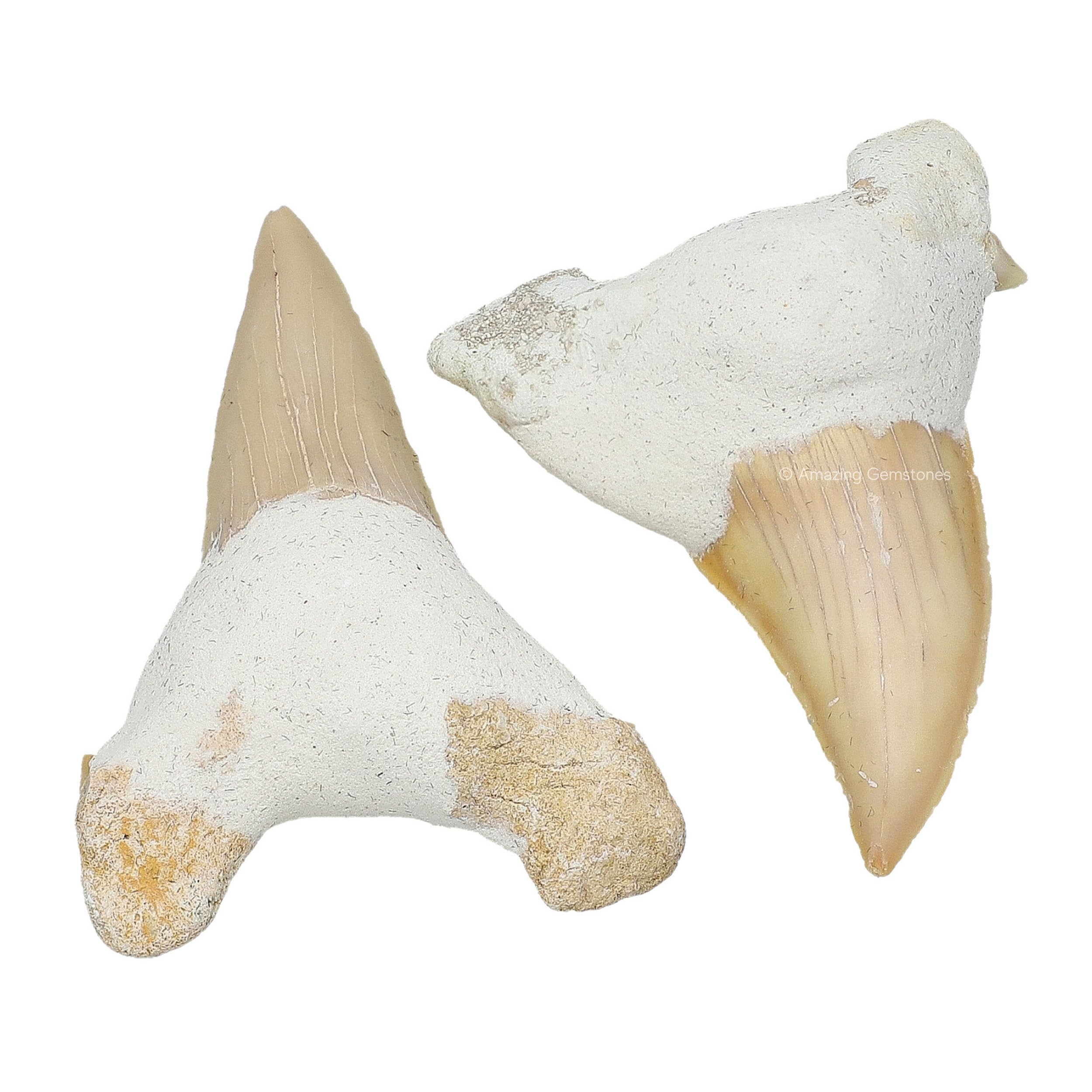 Mua Amazing Gemstone Real Shark Teeth Authentic Fossils 5 Pieces Set ...