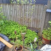 Flowering Cherry Almond tree 1M bare root (Prunus triloba): Amazon.co ...