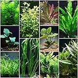 Amazon.com: 10 Species Live Aquarium Plants Package - Anacharis, Swords ...