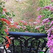 Trailing Decora Balcony Geraniums, 24 plug plants: Amazon.co.uk: Garden ...