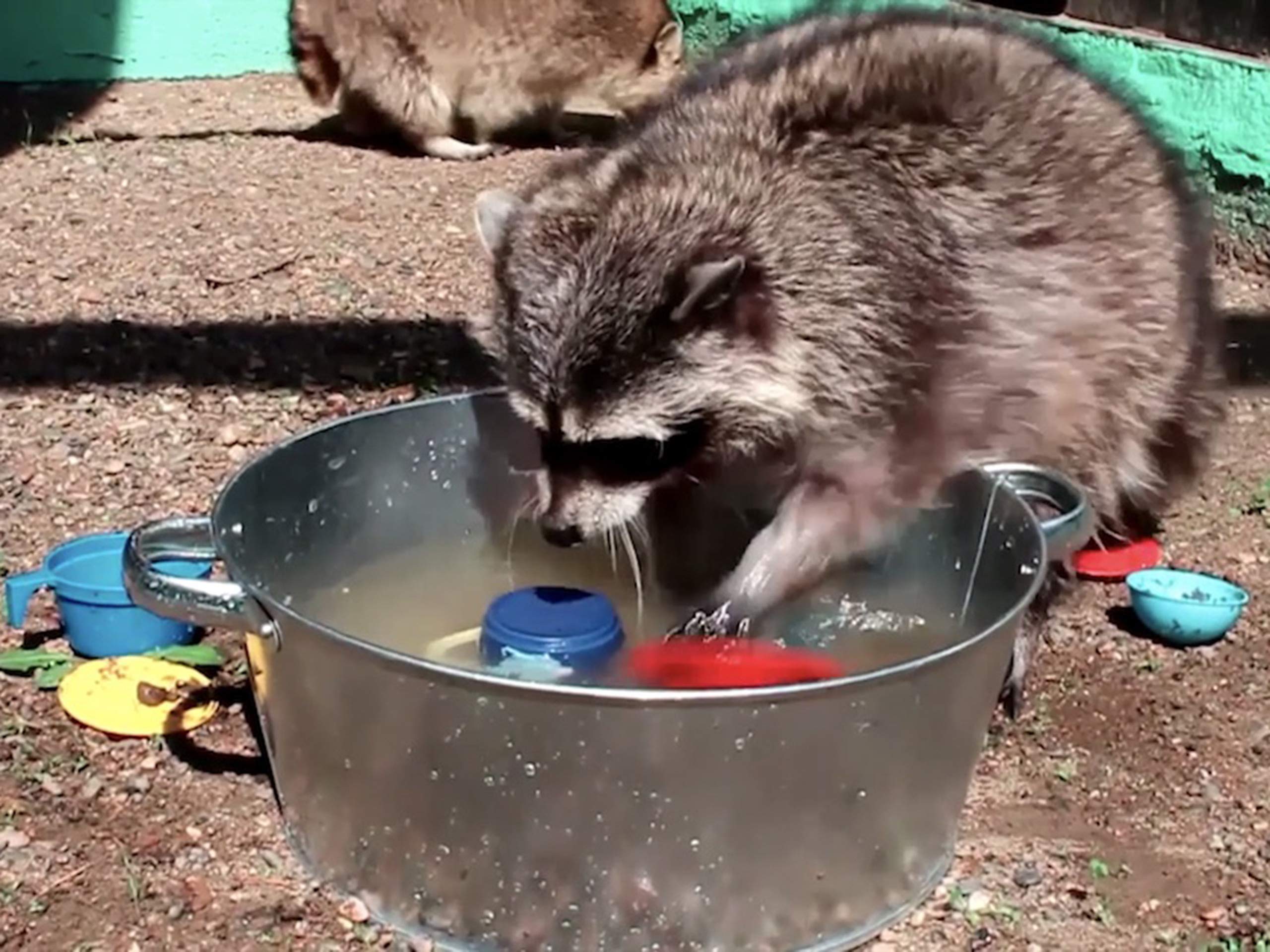 Watch Pet Collective - Season 1 | Prime Video