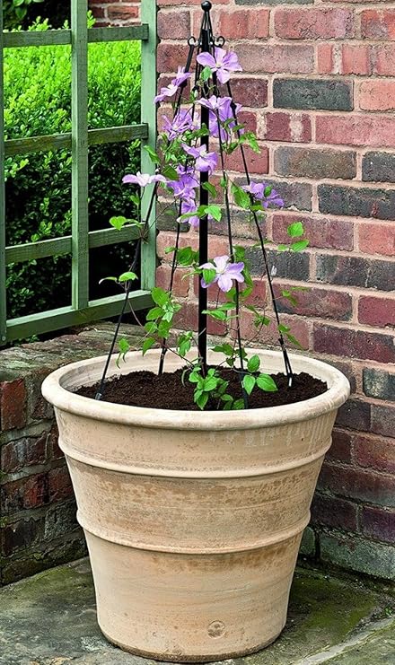 Gardman Mini Maypole Plant Support: Amazon.co.uk: Garden & Outdoors