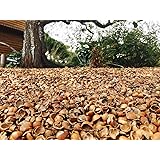 Amazon.com : Pecan Shells : Garden & Outdoor