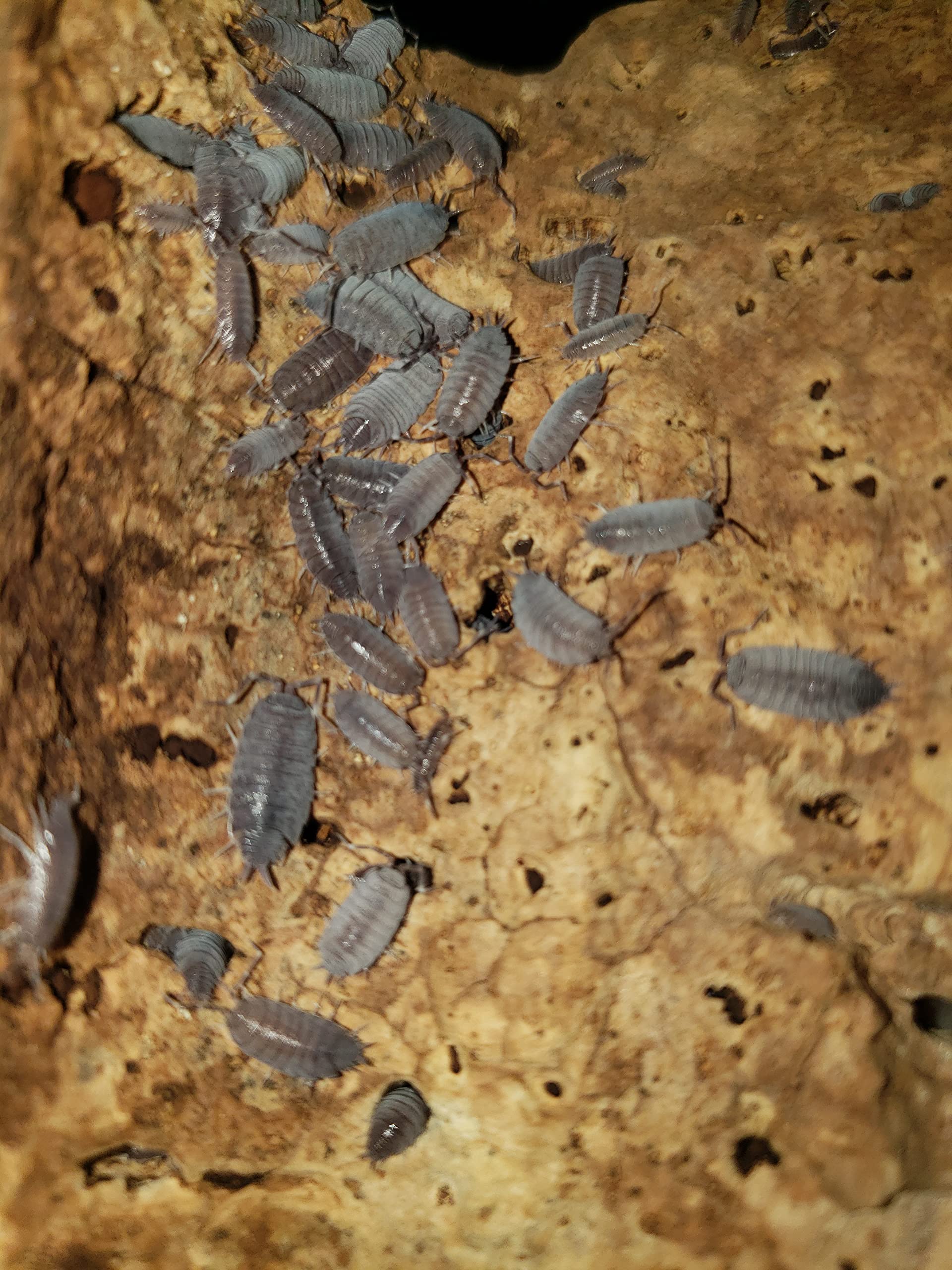 Mua Combo Pack- 20 Powder Blue Isopods and 8 oz Springtail Culture ...