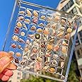 Amazon.com: Acrylic Magnetic Seashell Display Box, 36/64/100 Grids Seashell Storage Box Display ...