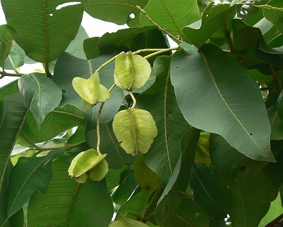 SEED Seller: Terminalia crenulata Roth known as Kari Maruthu or Black ...