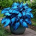 Amazon.com : Floranza Hosta Seeds – 200 Blue with Metallic Shine Hosta ...