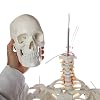 Flexible Life-Size Skeleton Anatomical Model Bundle, 5' 6" Anatomical ...