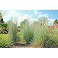 Amazon.com : The Gardening World 1000 Big Bluestem Seeds American ...