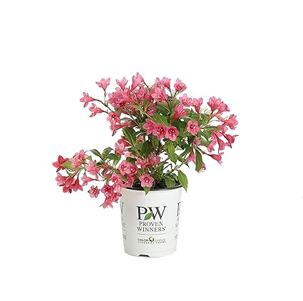 Amazon.com : Sonic Bloom Pink Reblooming Weigela (Florida) Live Shrub ...