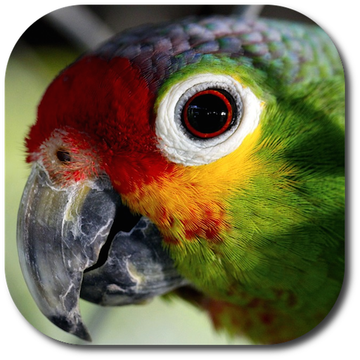 Talking Parrot Voice Changer - Repeating Parrot:Amazon.com:Appstore for ...