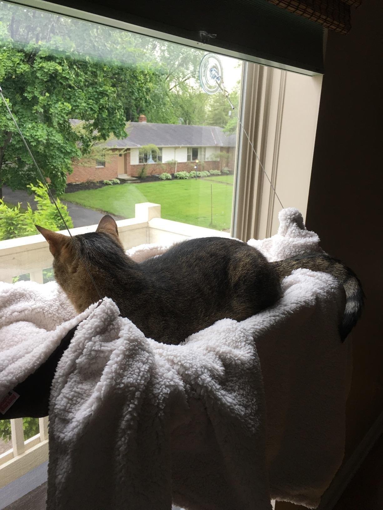 Pictures – Kitty Cot Original™