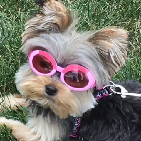 Amazon.com : Doggles ILS X-Small Pink Frame and Pink Lens : Dog ...