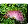 Amazon.com : SURINAM Pink Powder Puff Tree Live Plant Rose Cascade ...