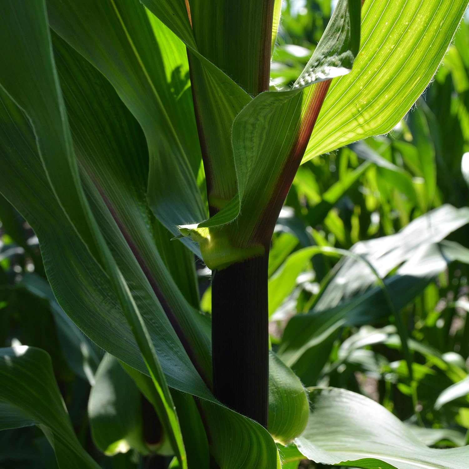 Amazon.com : Seneca Red Stalker Corn - 50 Seeds : Garden & Outdoor
