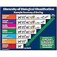 Amazon.com: ZOCO - Biology Poster - Hierarchy of Biological ...