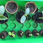 ROMBERG 74338 Zimmergewächshaus 38x25x19 cm mit lüftbarer Abdeckhaube ...