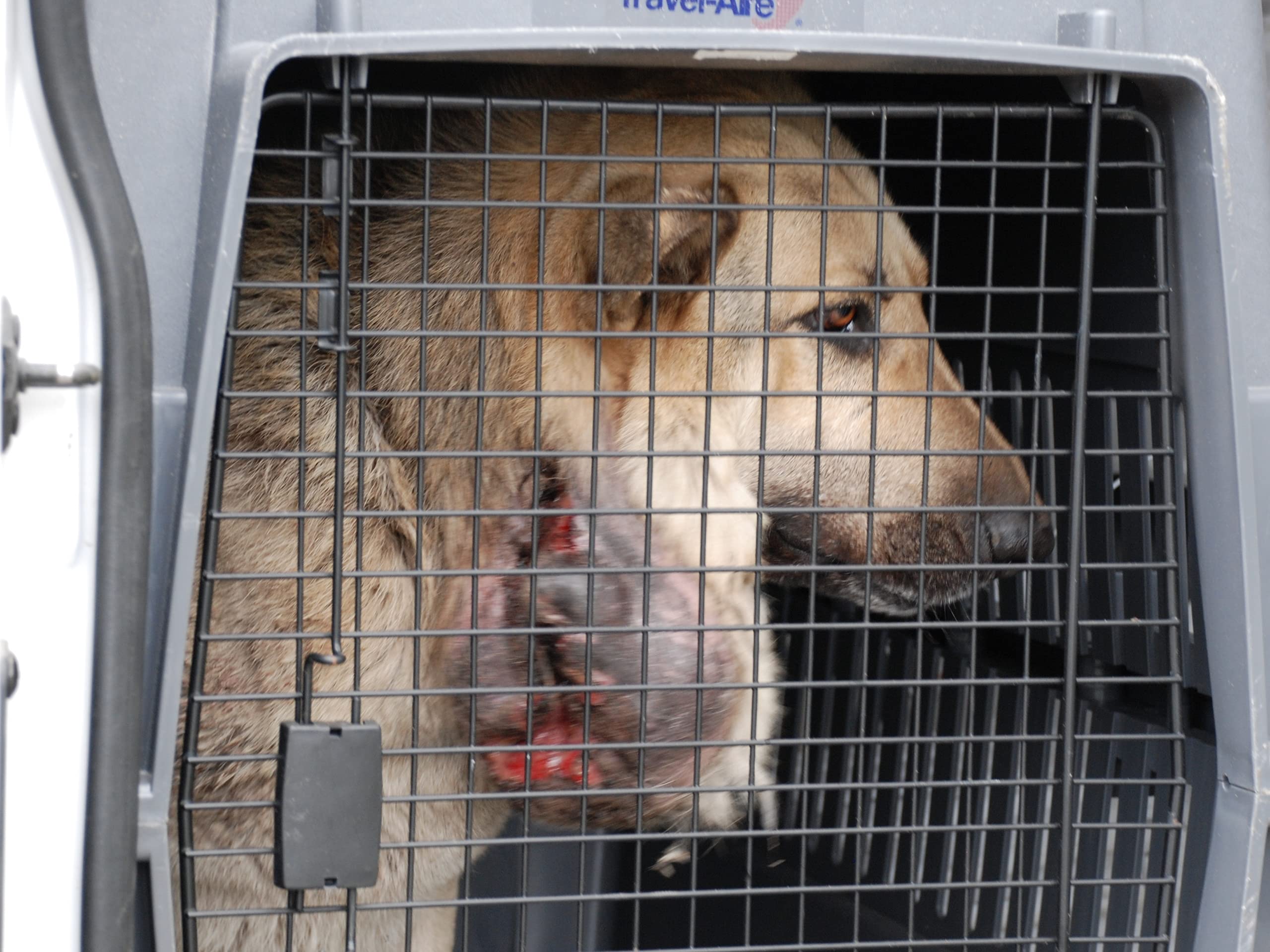 Watch Animal Cops: Houston - Season 7 | Prime Video