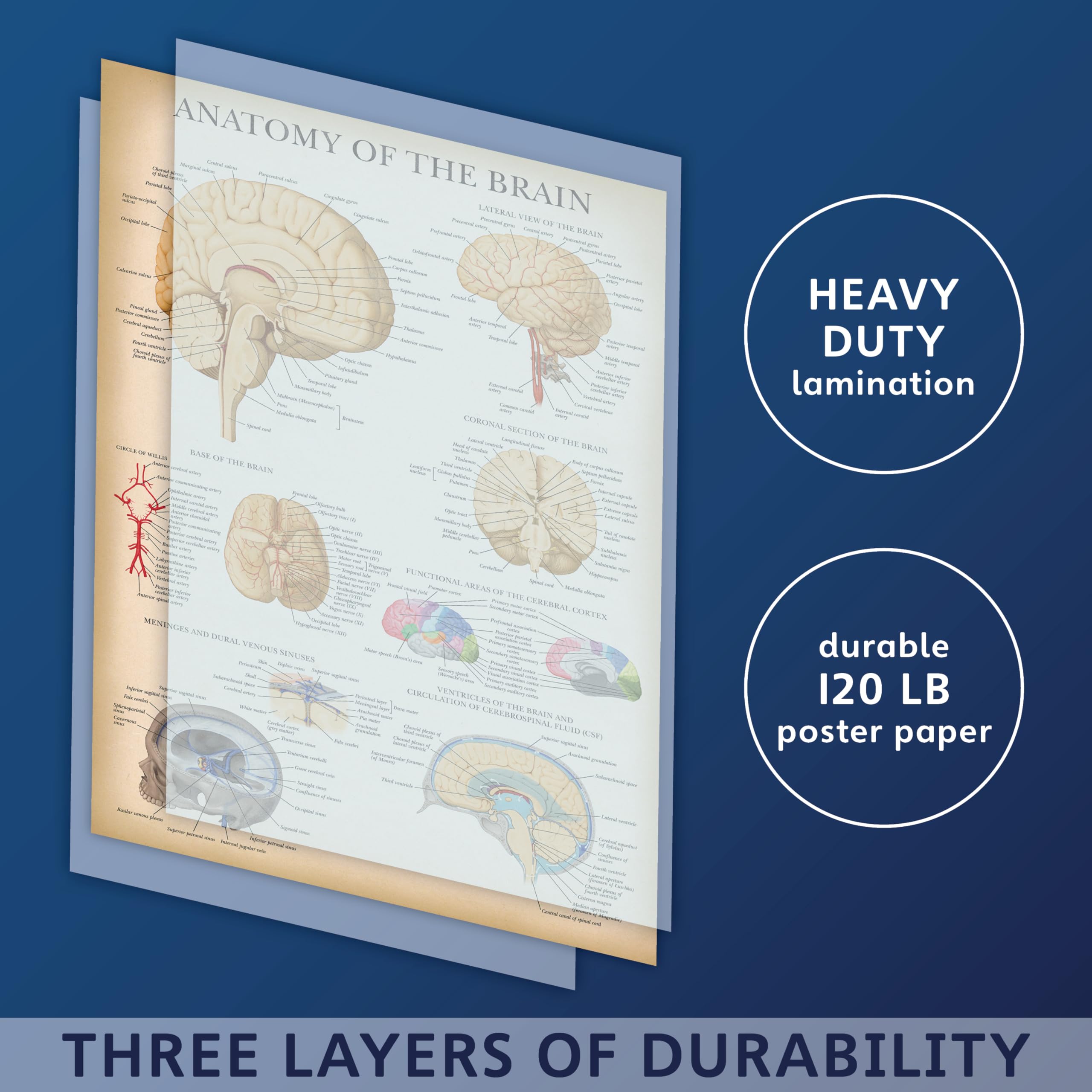 Mua Palace Learning Vintage Brain Anatomy Poster - Laminated ...