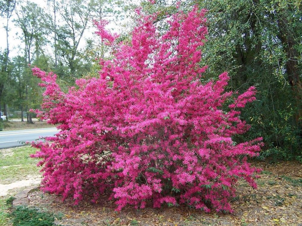 Crimson Fire Loropetalum