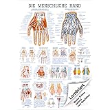 anatomische Lehrtafel "Die Hand" Anatomie Poster, Lehrposter, 70x100cm ...