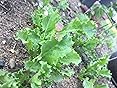 Amazon.com : 500 Seeds, Endive"Green Ruffec" Frisee Heirloom Seeds ...