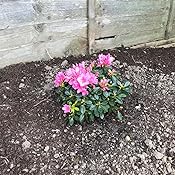 1 X Azalea 'Geisha Pink' Japanese Evergreen Shrub Hardy Plant in Pot ...