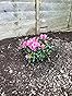 1 X Azalea 'Geisha Pink' Japanese Evergreen Shrub Hardy Plant in Pot ...