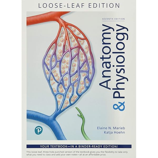 Urinary System Human Anatomy And Physiology With Hoffman The Urinary