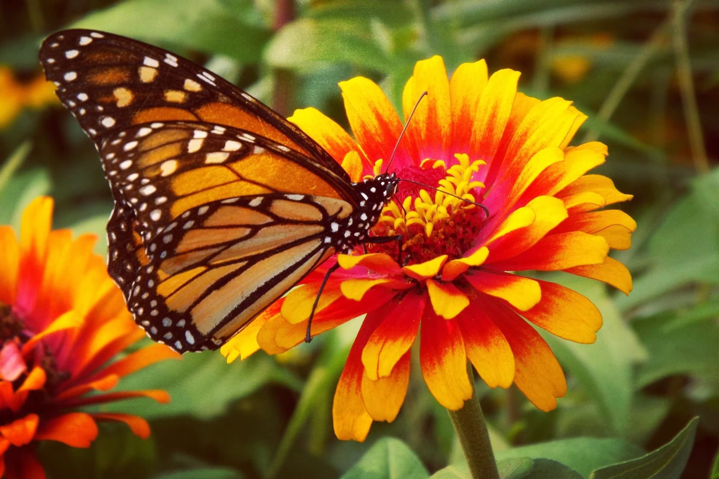 Pickako Spring Summer Butterfly and Flowers Daisy Garden 3x5 Foot Flag ...