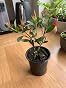 Callistemon 'Inferno' Bottlebrush Evergreen Flowering Garden Shrub ...
