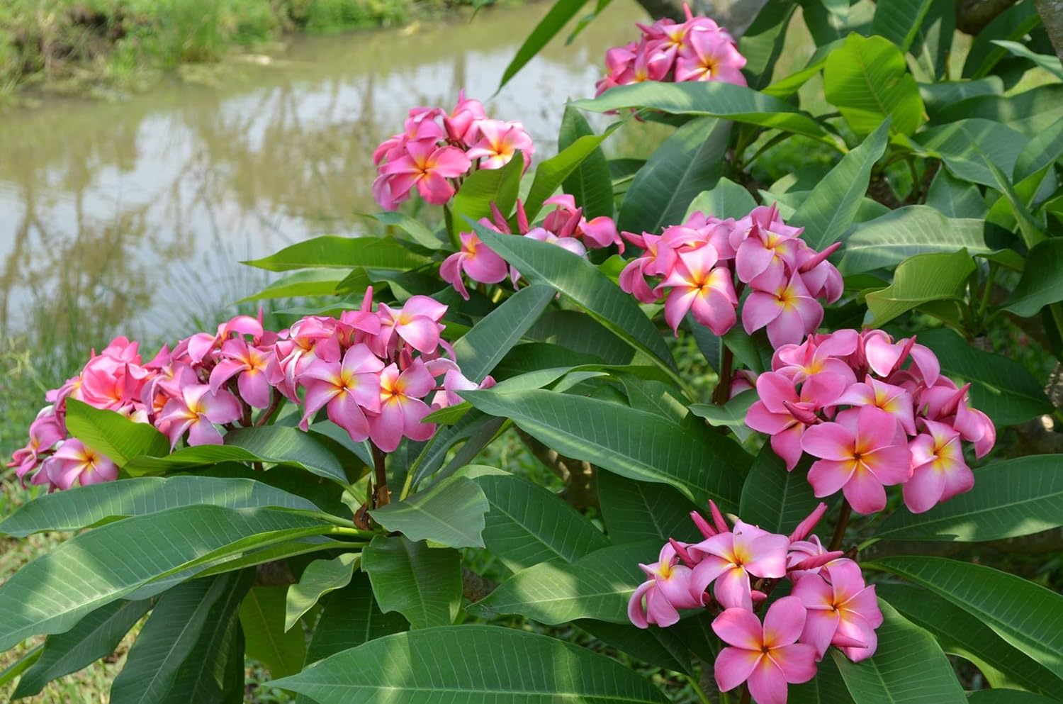 Amazon.com : HAWAIIAN PINK PLUMERIA PLANT CUTTING ~ GROW HAWAII ...