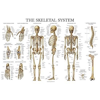 Buy Skeletal System Anatomical Chart - Laminated - Human Skeleton ...