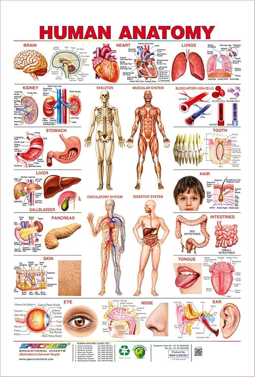 Spectre Pr coliers Apprentissage ducatif Nom De L Anatomie Humaine spectre-pr-coliers-apprentissage-ducatif-nom-de-l-anatomie-humaine