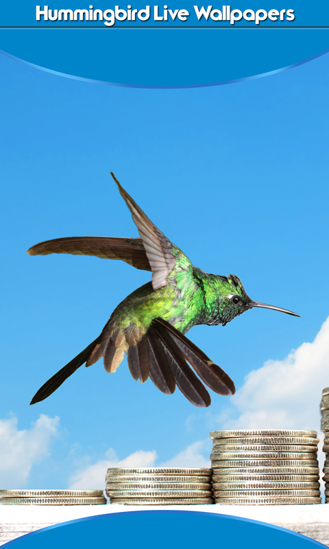 Hummingbird Live Wallpapers:Amazon.com:Appstore for Android