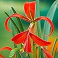 Amazon.com : Garden State Bulb Aztec Lily Sprekelia Formosissima Flower ...