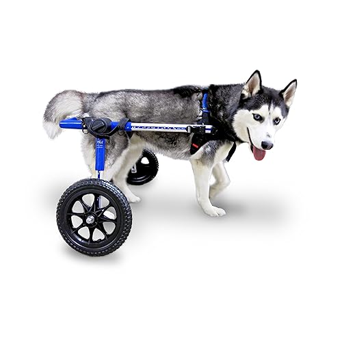 Walkin' Wheels Dog Wheelchair - for Med/Large Dogs 50-69 lbs - Veterinarian Approved - Dog ...