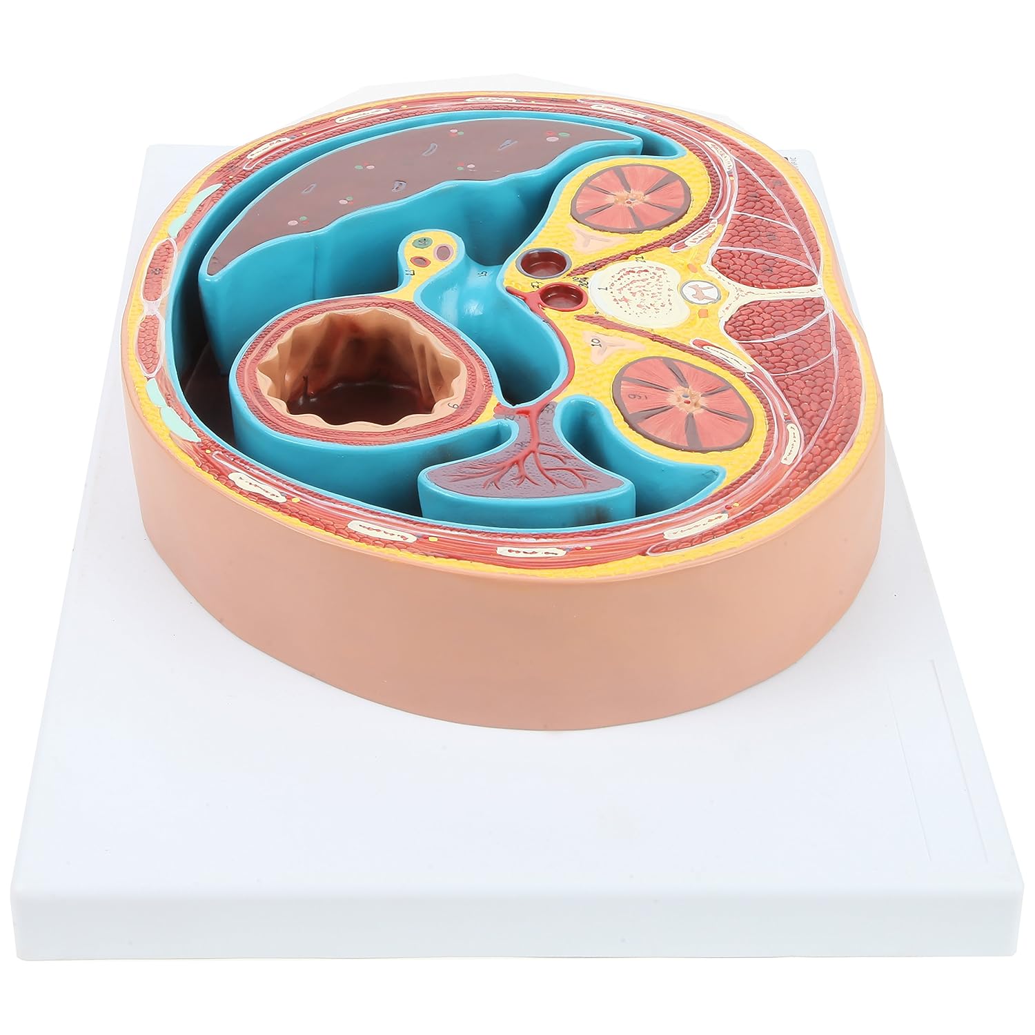 Offers View of Thorax at T12 Vertebrae Comes on Base Depicts Vital ...