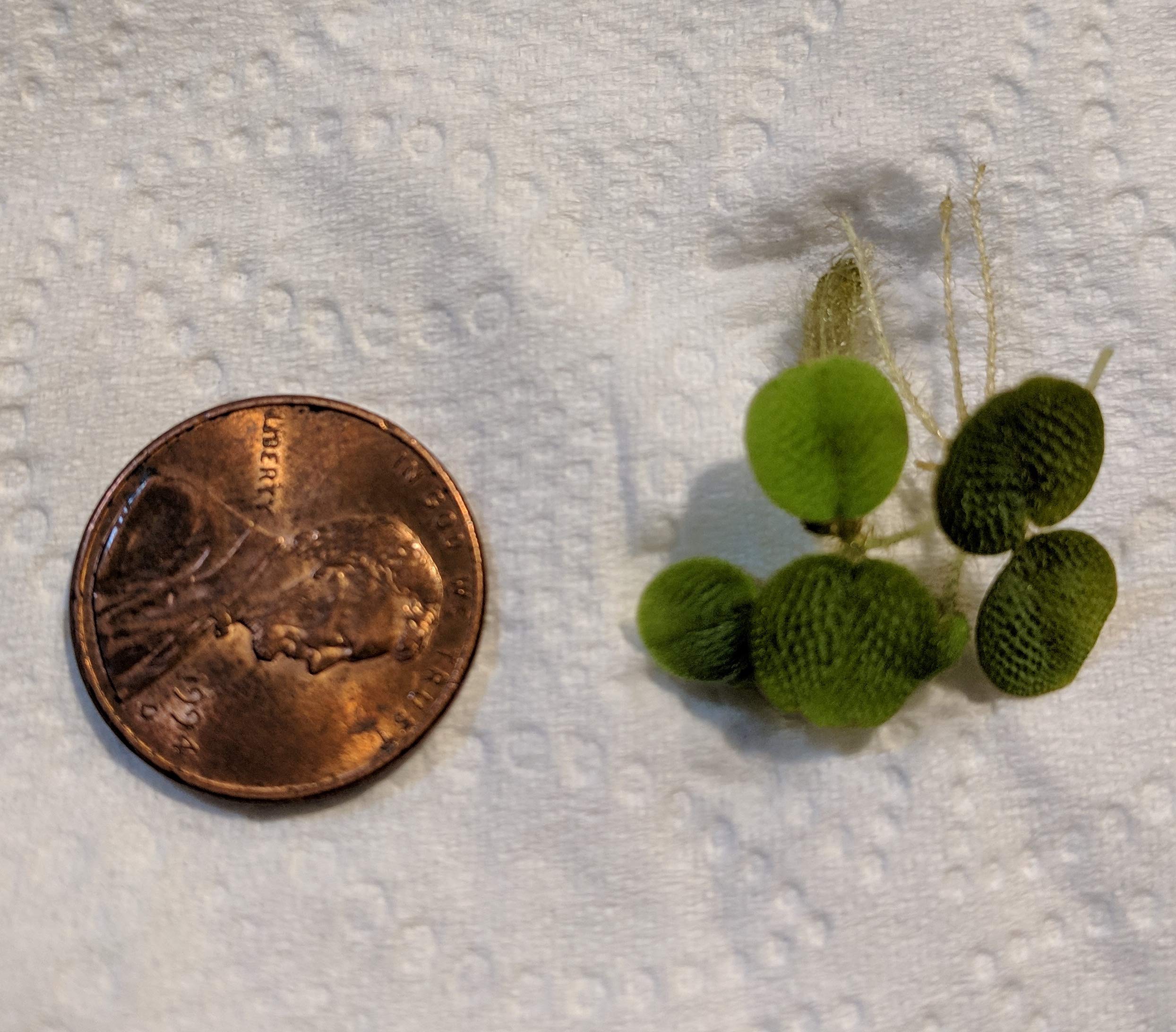 Mua 6 Mini Amazon Frogbit + 6 Water Spangles Combo, Betta Fish Aquarium ...