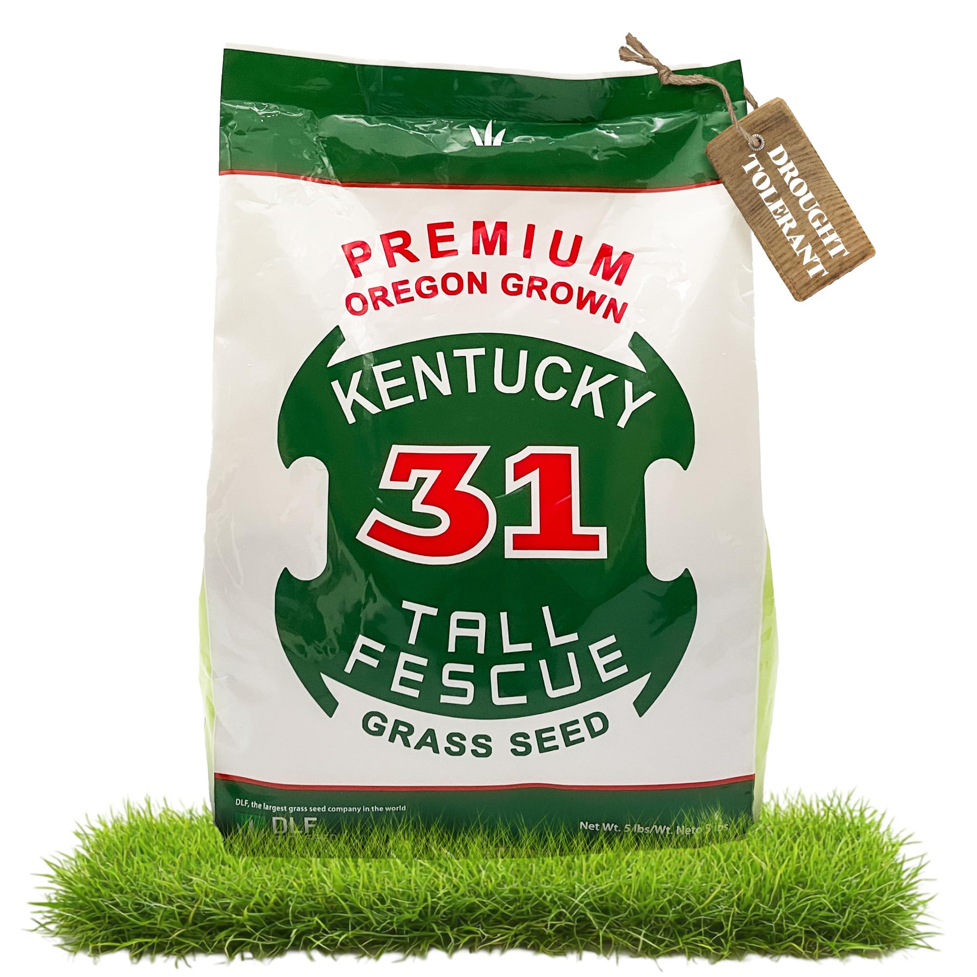 X-Seed Oregon Grown Kentucky 31 Tall Fescue Grass Seed for Sun and ...