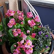 Floragard Florahum Pflanzerde 70 L • Universalerde • für Blumenbeete ...