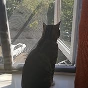 Flat Cats Window protection for Cats Standard Single Pack: Amazon.co.uk ...