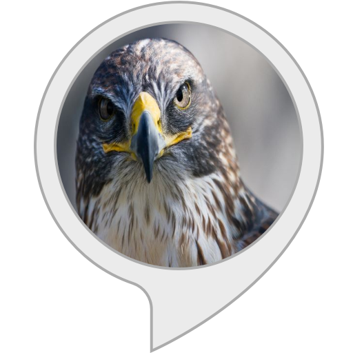 Amazon.com: Falcon Facts : Alexa Skills