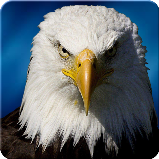 Ultimate Eagle Simulator 3d:Amazon.in:Appstore for Android