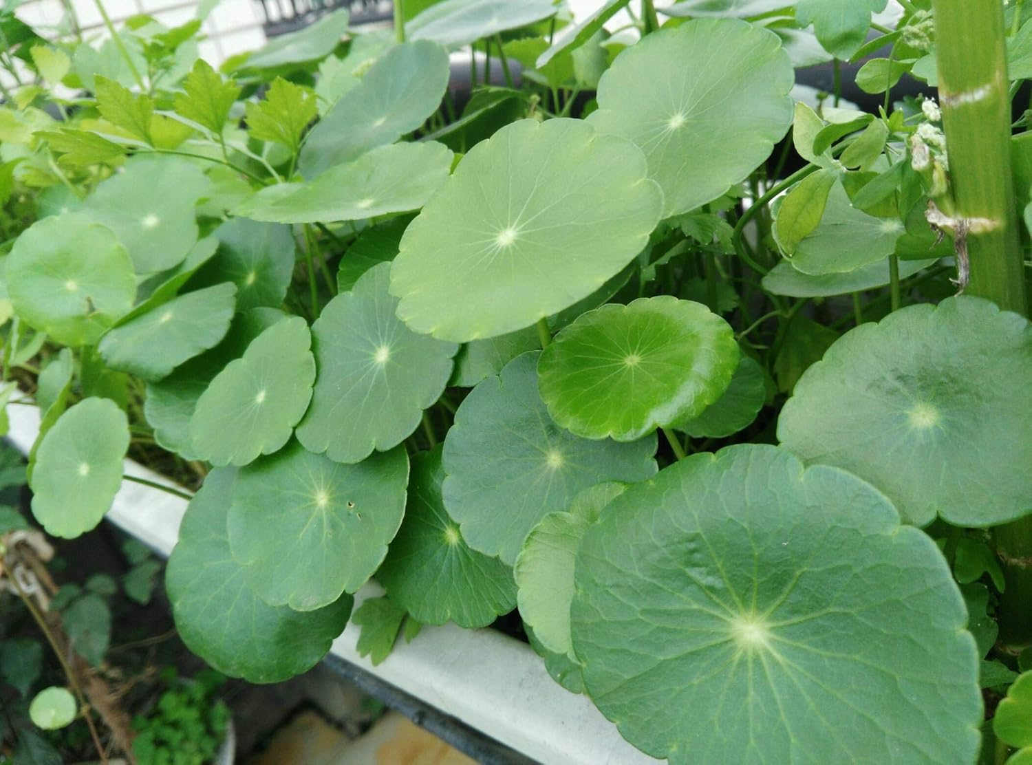 Copper Grass Pilea Seeds Cold Water Flower Seeds Indoor Outdoor Pot ...