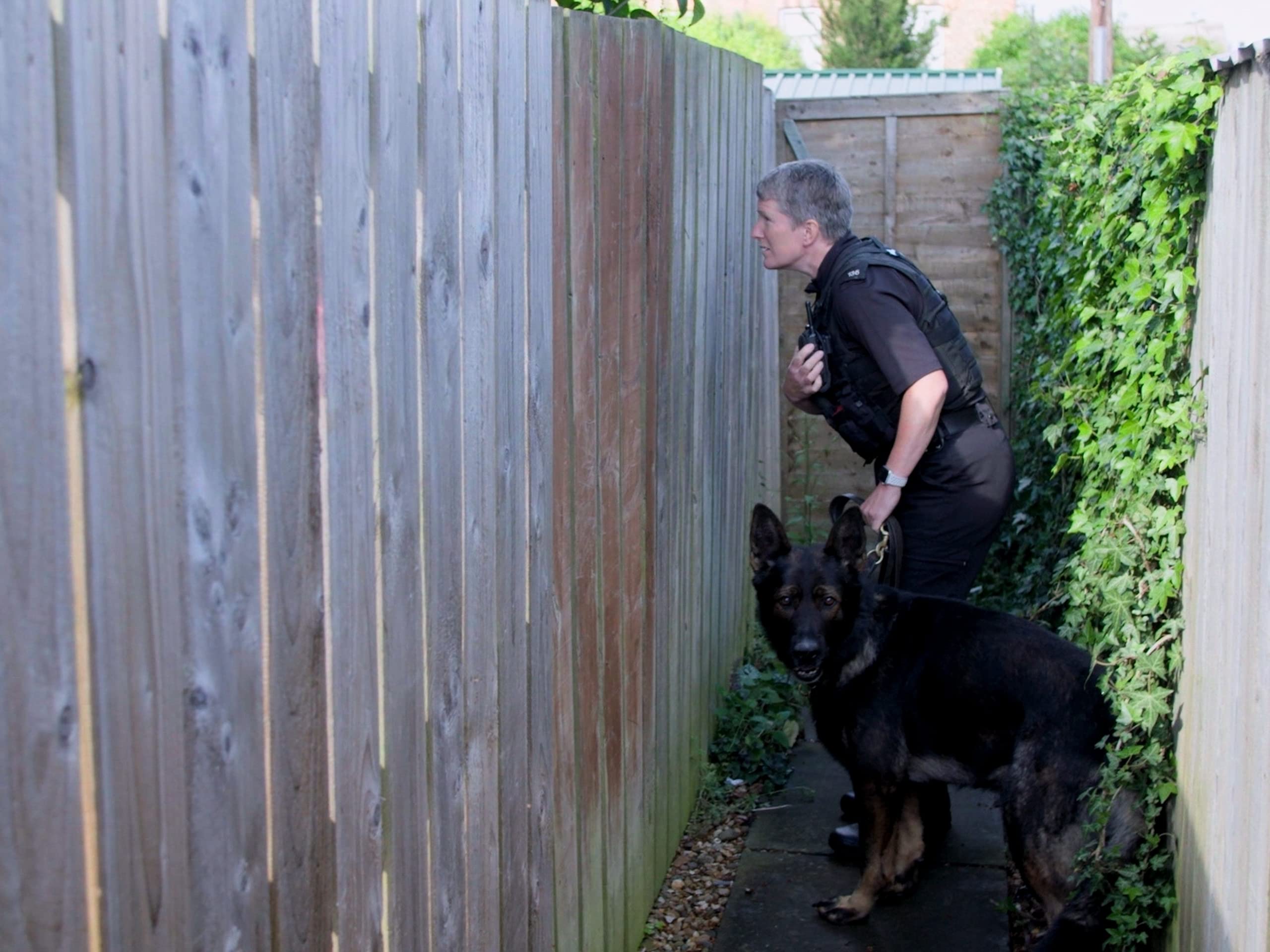 Watch Dog Detectives - Season 1 | Prime Video