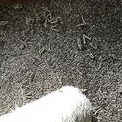 Amazon.com : Classy Kitty 32" Sisal Cat Post 17x17x31.5, Color Varies ...