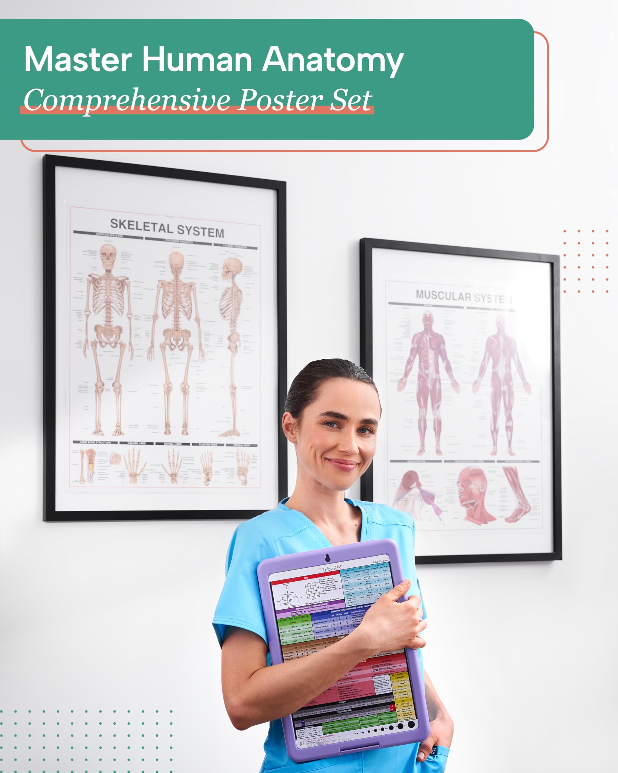 Mua Human Anatomy Posters - Set of 12 Vibrant, Laminated Wall Charts ...