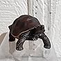 Amazon.com: MOJO Giant Turtle Realistic International Wildlife Toy ...