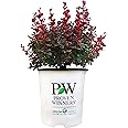 Amazon.com : Proven Winner Sunjoy Mini Maroon Barberry, 2 Gal : Patio ...